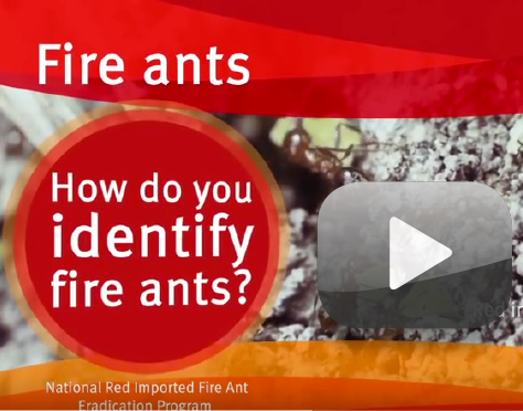 Home · Fire Ants Portal